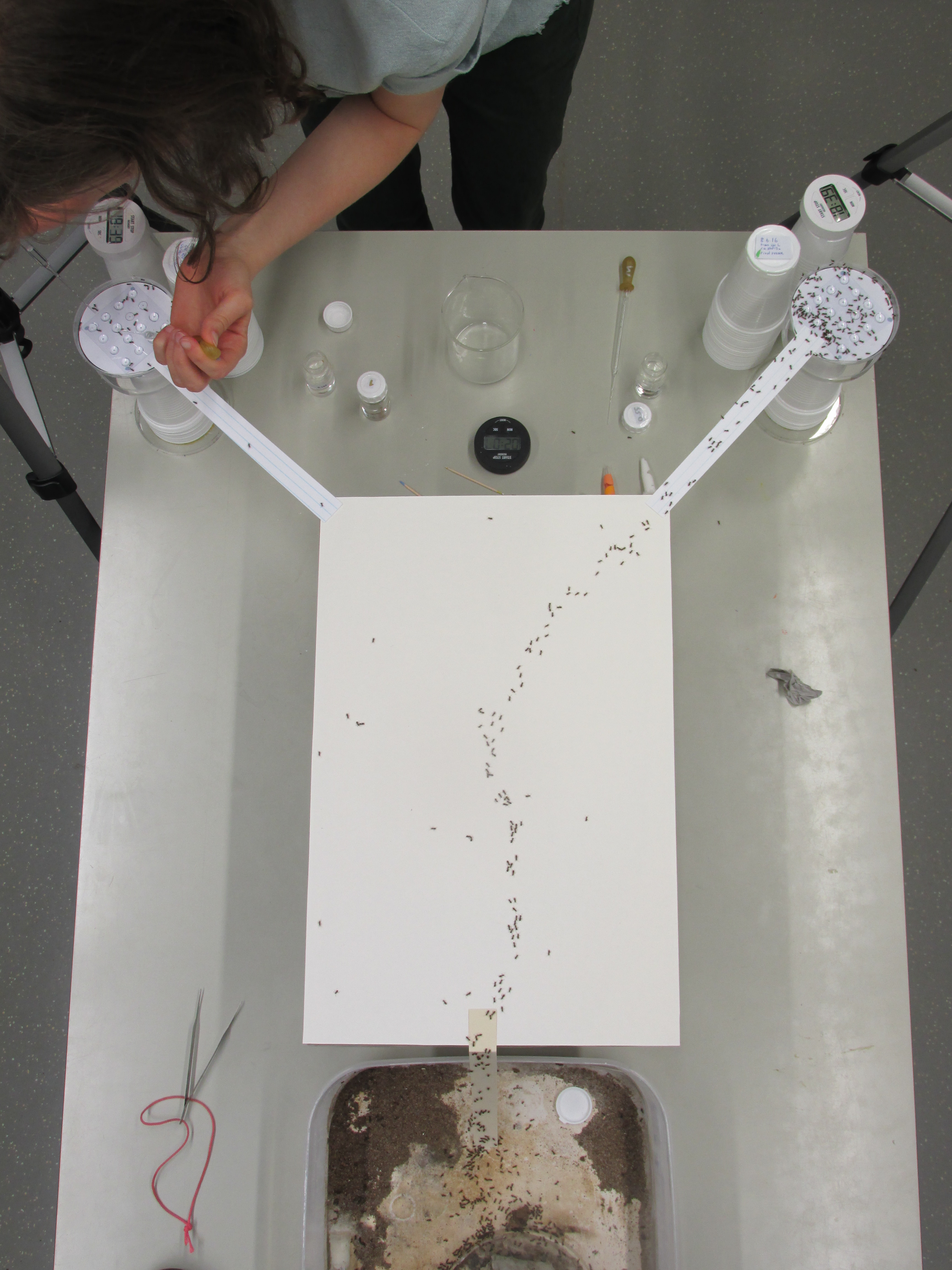 Experiments on collective decision-making during food recruitment make ...