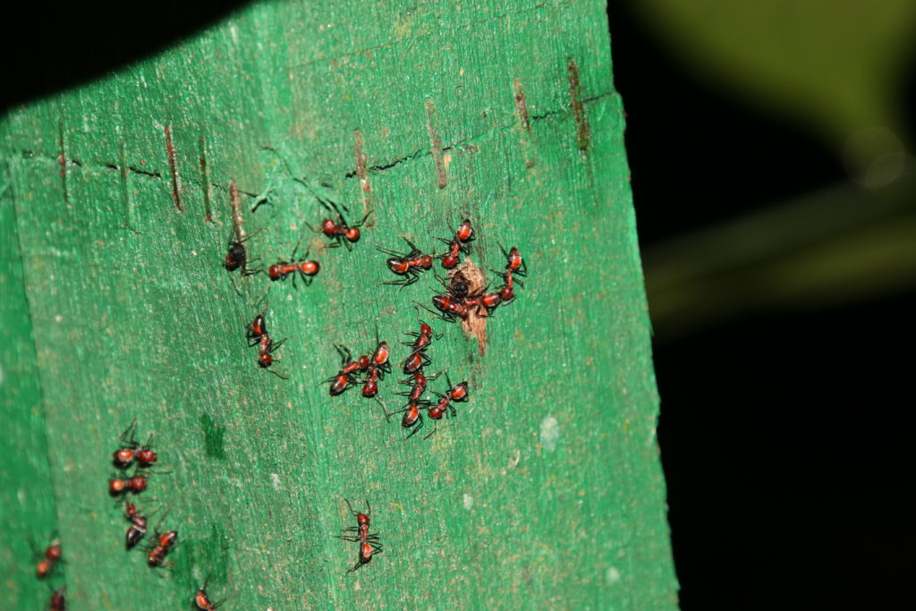 Colobopsis explodens, a new “exploding ant” – Myrmecological News Blog