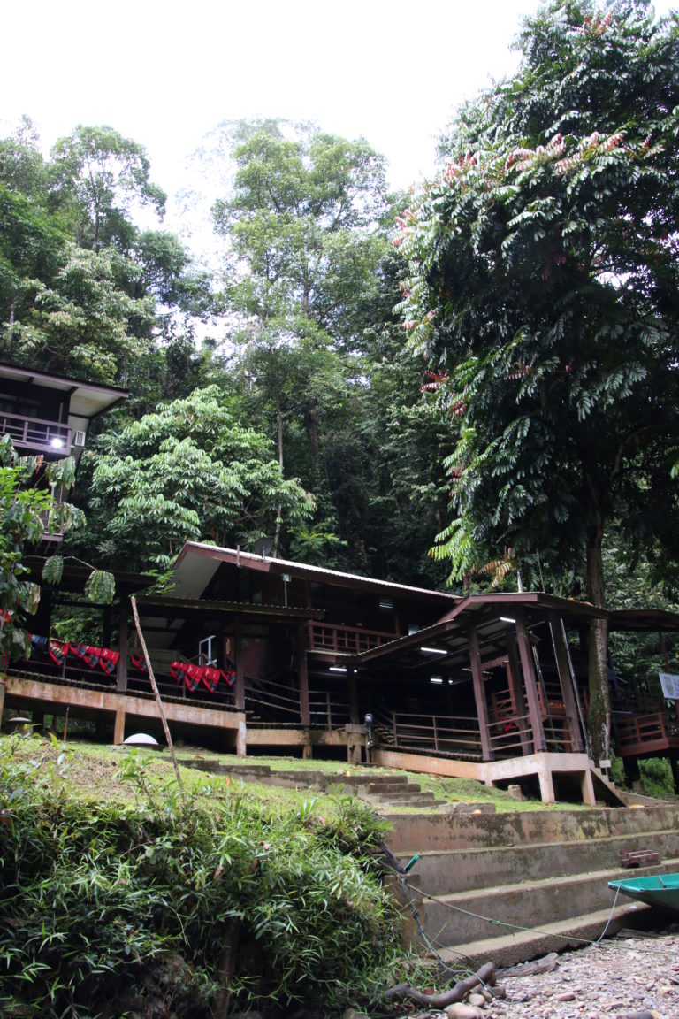 Colobopsis explodens, a new “exploding ant” – Myrmecological News Blog