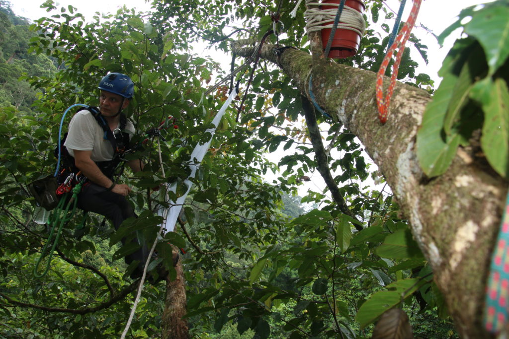 Colobopsis explodens, a new “exploding ant” – Myrmecological News Blog