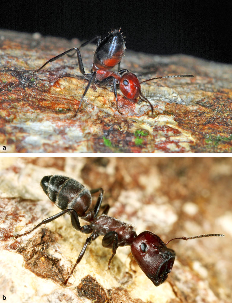 Colobopsis explodens, a new “exploding ant” – Myrmecological News Blog