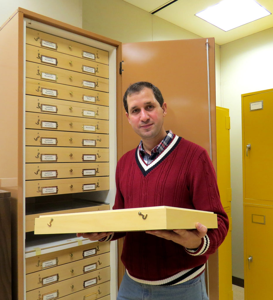 How many ant species are there on Earth? – Myrmecological News Blog