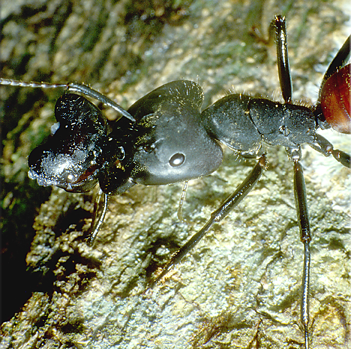 Ant gardens of Camponotus irritabilis and Hoya elliptica in Southeast ...