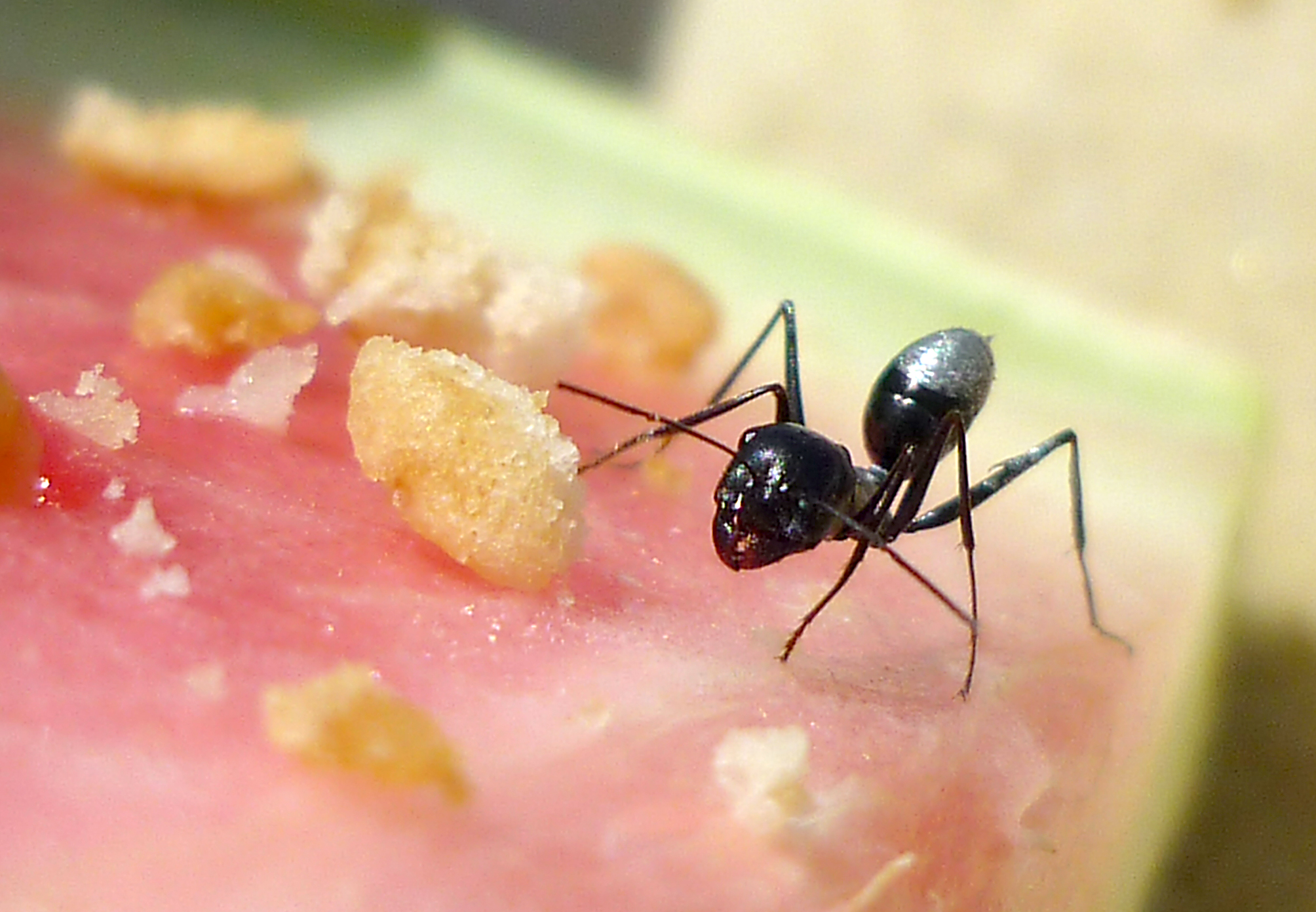 Studying the ontogeny of navigational behavior in desert ants ...