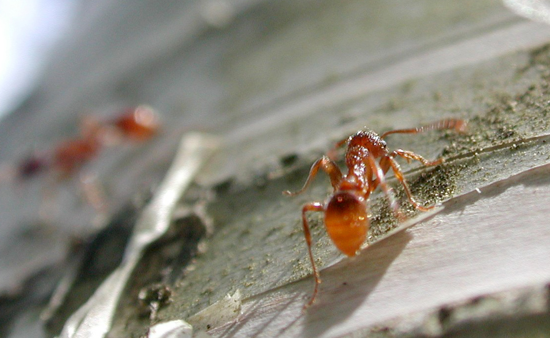 Intraspecific aggression and colony structure in invasive Myrmica rubra ...