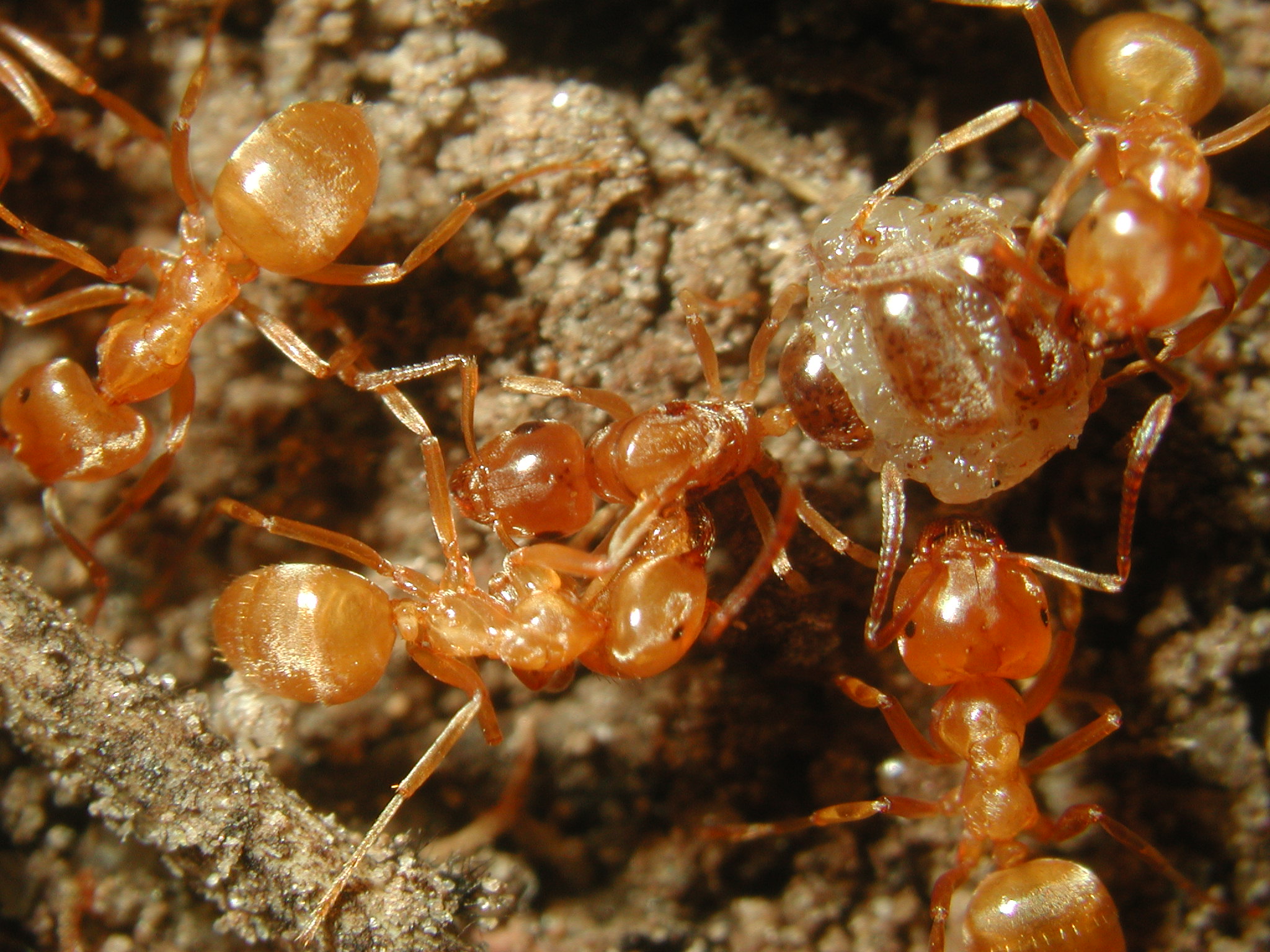 The Ants of Central and North Europe – Myrmecological News Blog