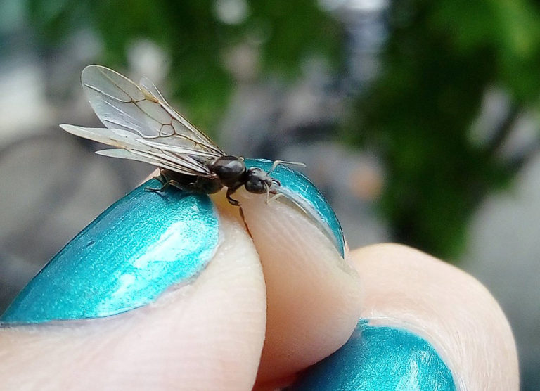 Dispersal strategies in ants – Myrmecological News Blog