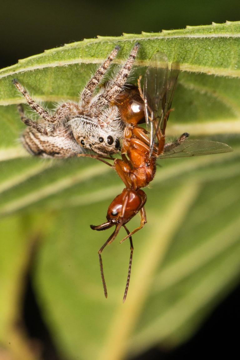 Ants of Arizona: A Glimpse – Myrmecological News Blog