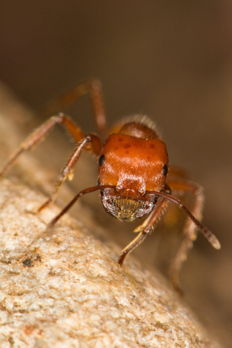 Ants of Arizona: A Glimpse – Myrmecological News Blog