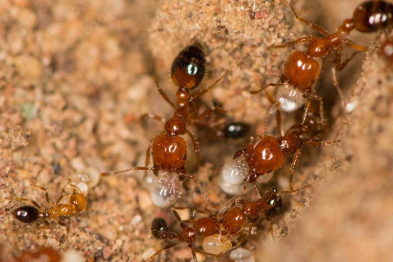 Ants of Arizona: A Glimpse – Myrmecological News Blog