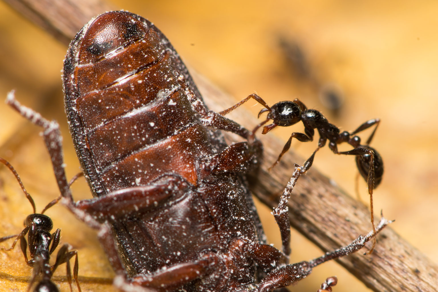Ants of Hong Kong, SAR, China – Myrmecological News Blog