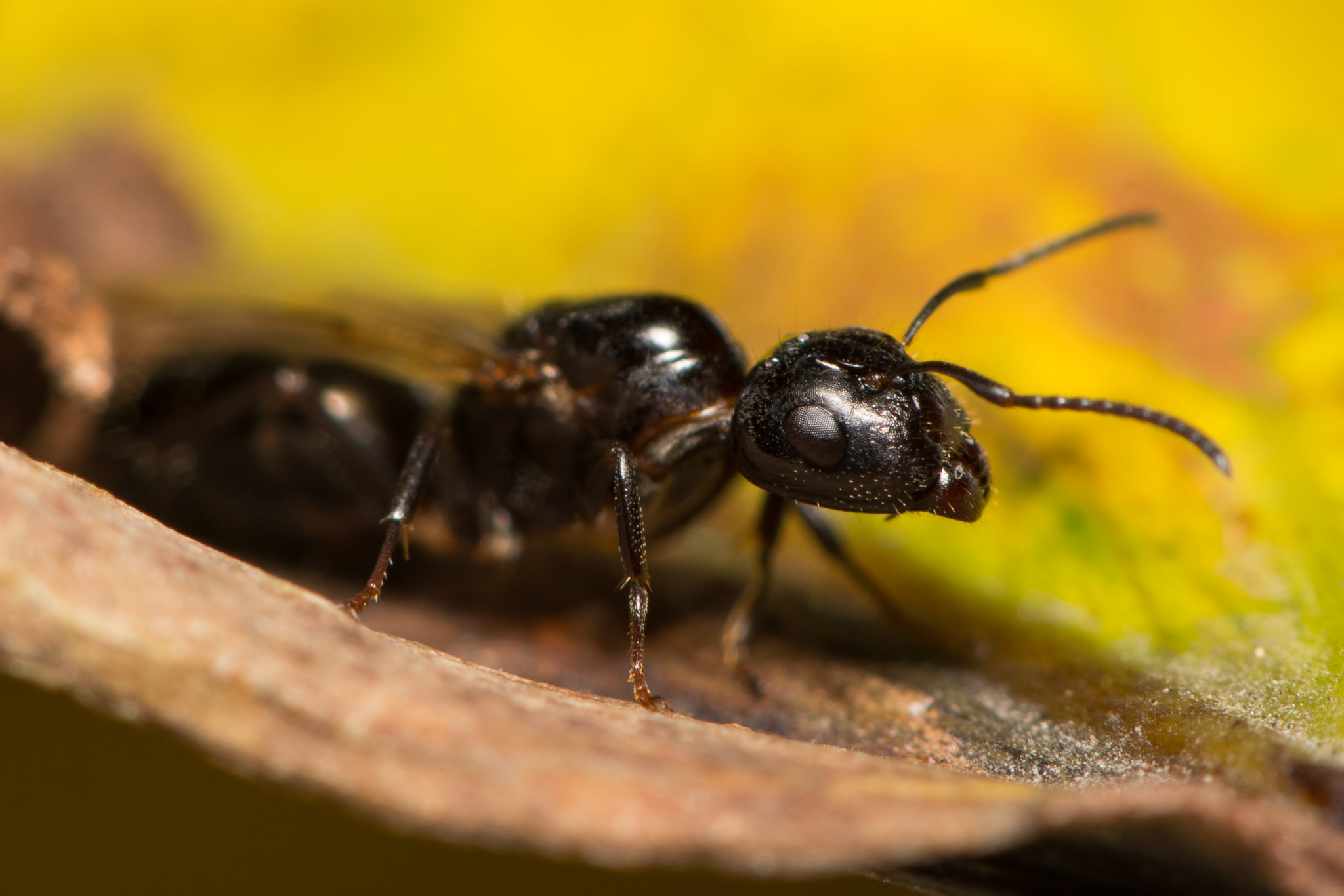 Ants of Hong Kong, SAR, China – Myrmecological News Blog