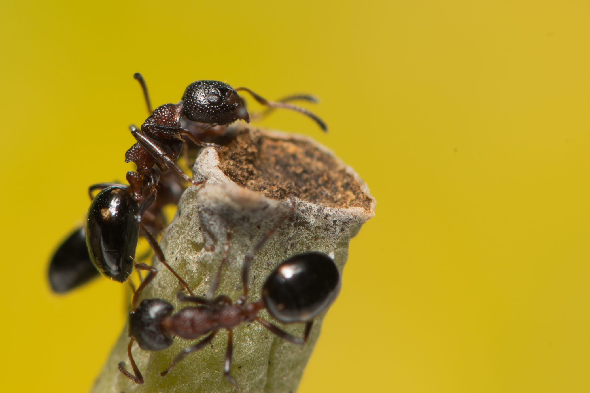 Ants of Hong Kong, SAR, China – Myrmecological News Blog