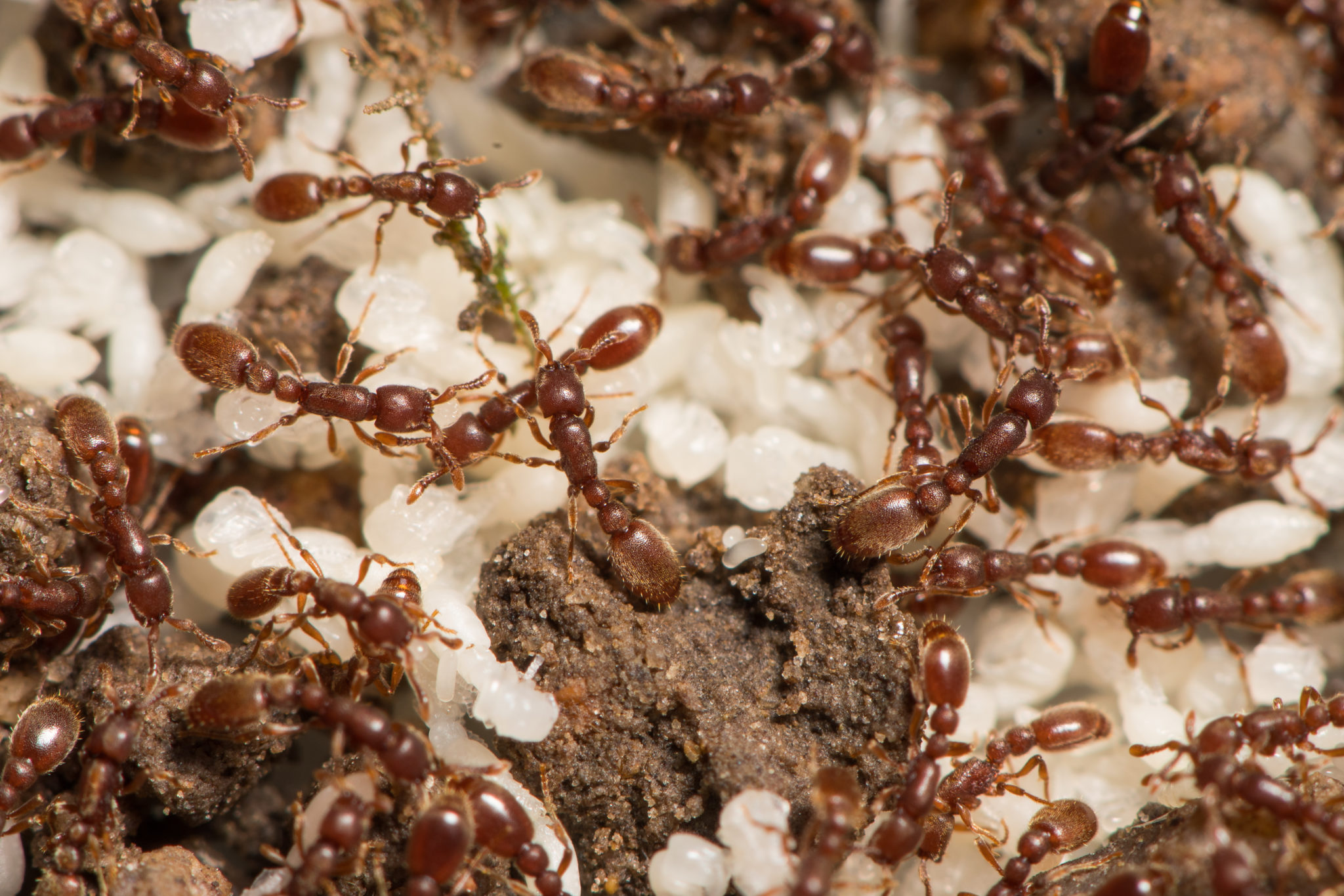 Ants of Hong Kong, SAR, China – Myrmecological News Blog