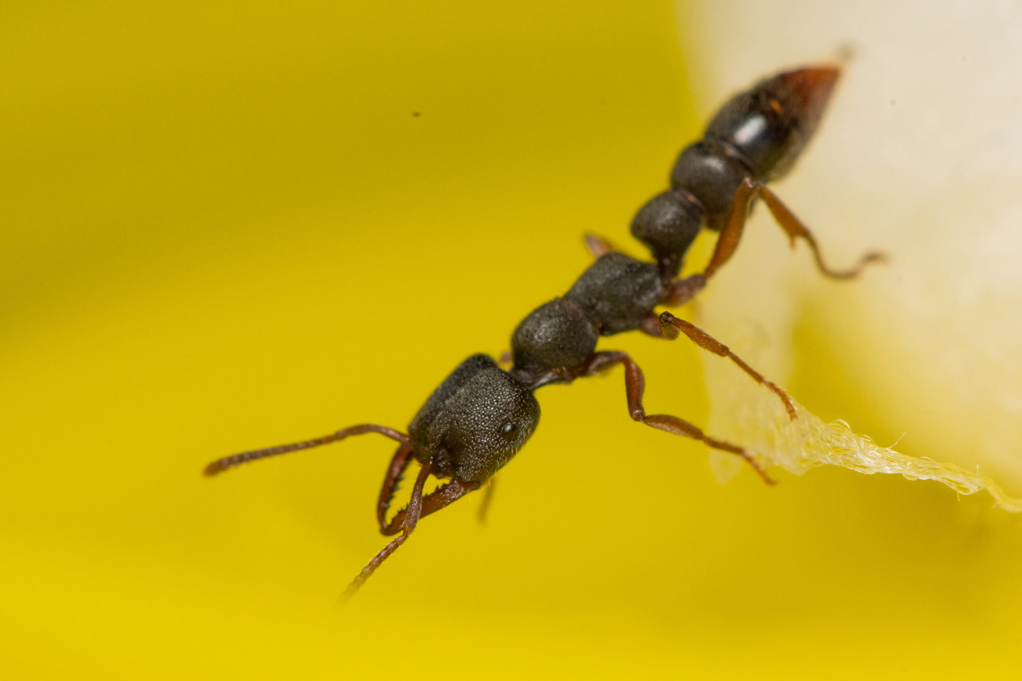 Ants of Hong Kong, SAR, China – Myrmecological News Blog