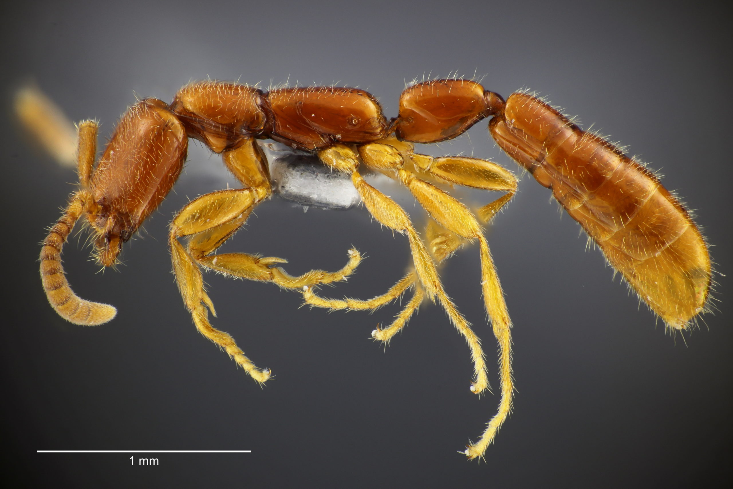 The morphology of the Oriental rare monotypic ant genus Opamyrma ...