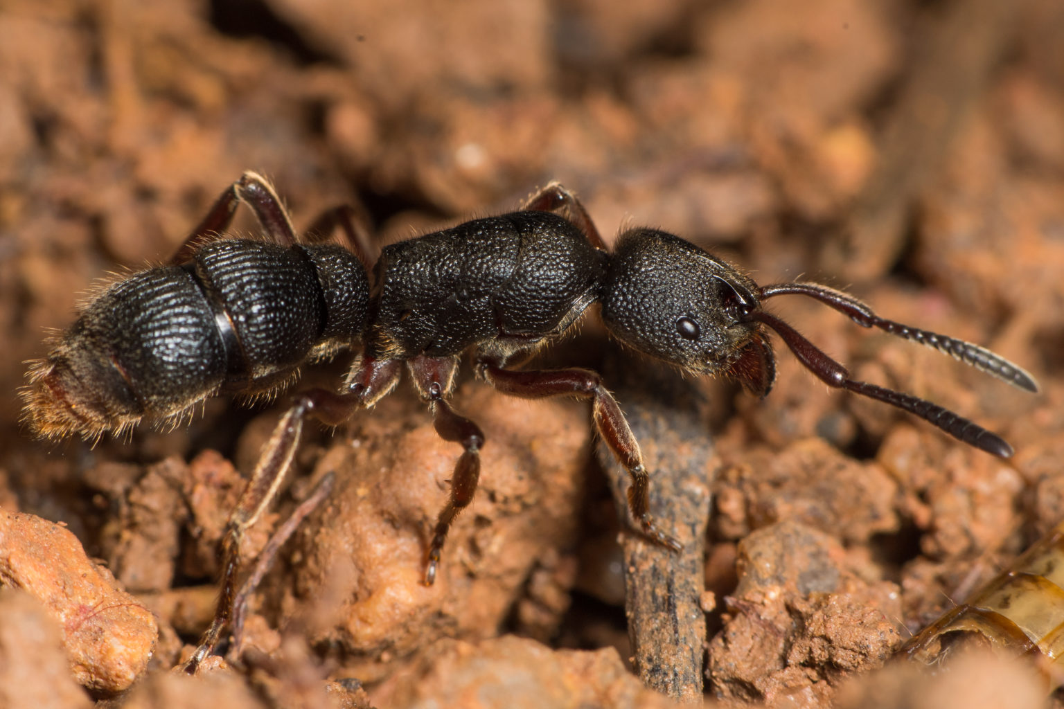 whats this ant? found it in a remote forest in hong kong, about the ...