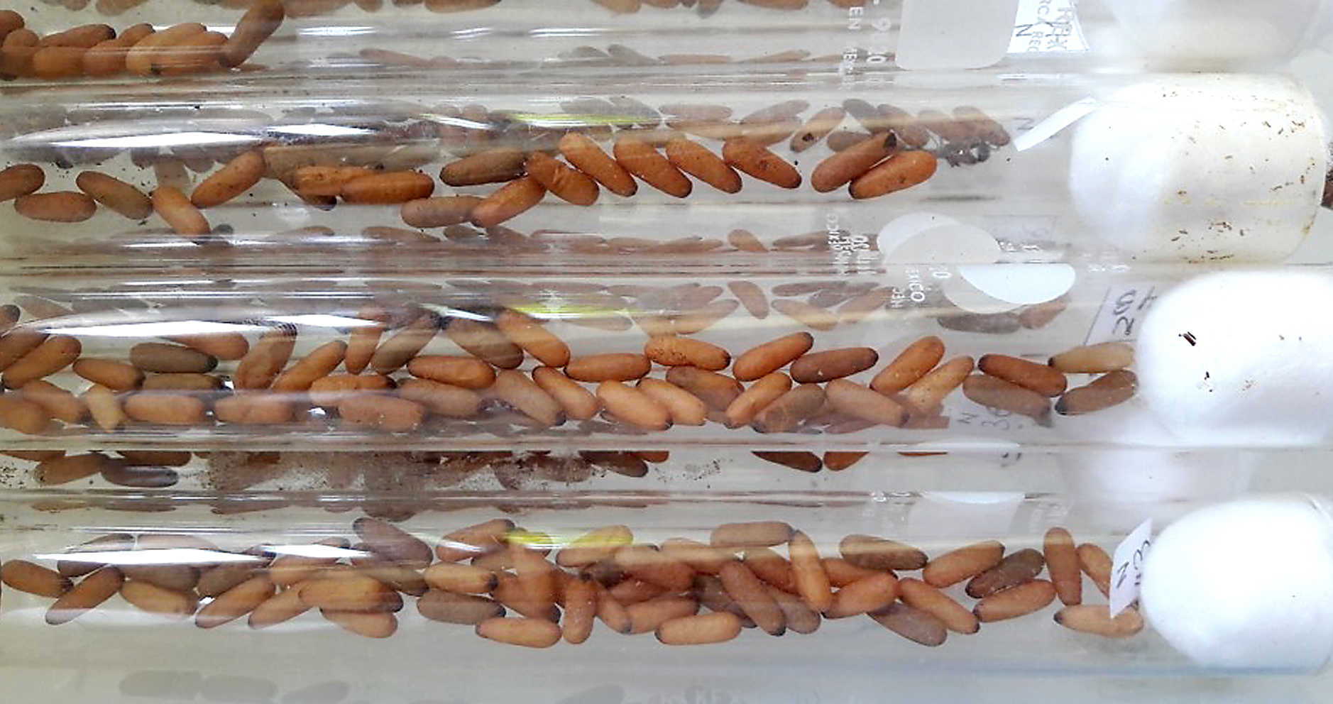 Myrmecophilous organisms associated with the ponerine ant Neoponera ...