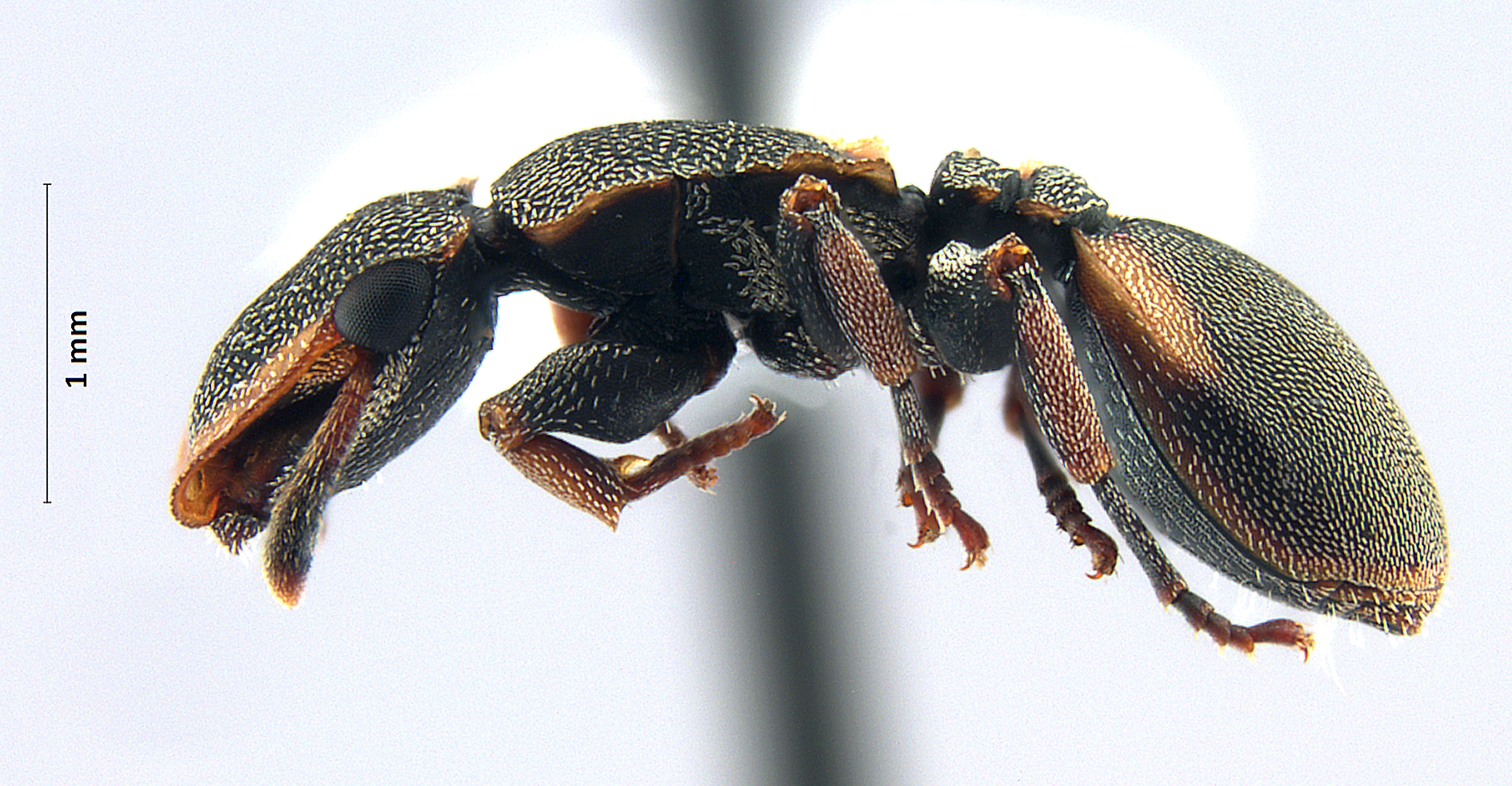 A new open and upgradable database reveals the geographical ...