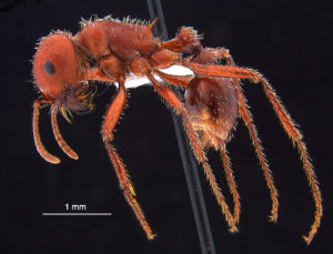 A new open and upgradable database reveals the geographical ...