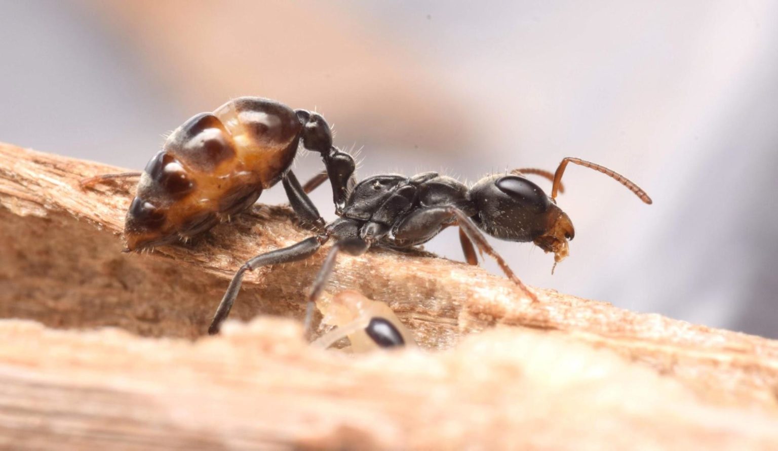 A photographic glimpse into Brazil’s ant diversity – Myrmecological ...