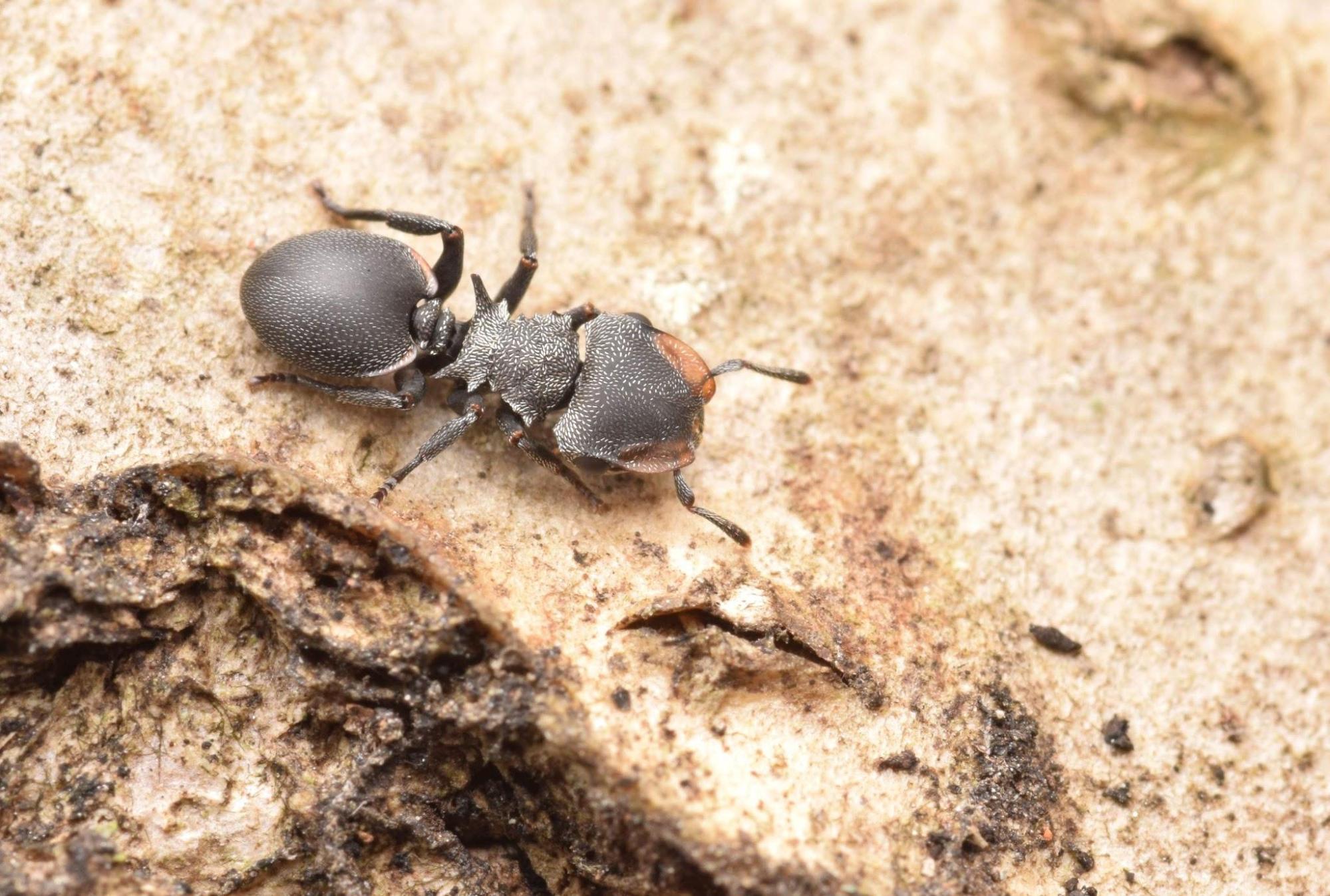 A photographic glimpse into Brazil’s ant diversity – Myrmecological ...