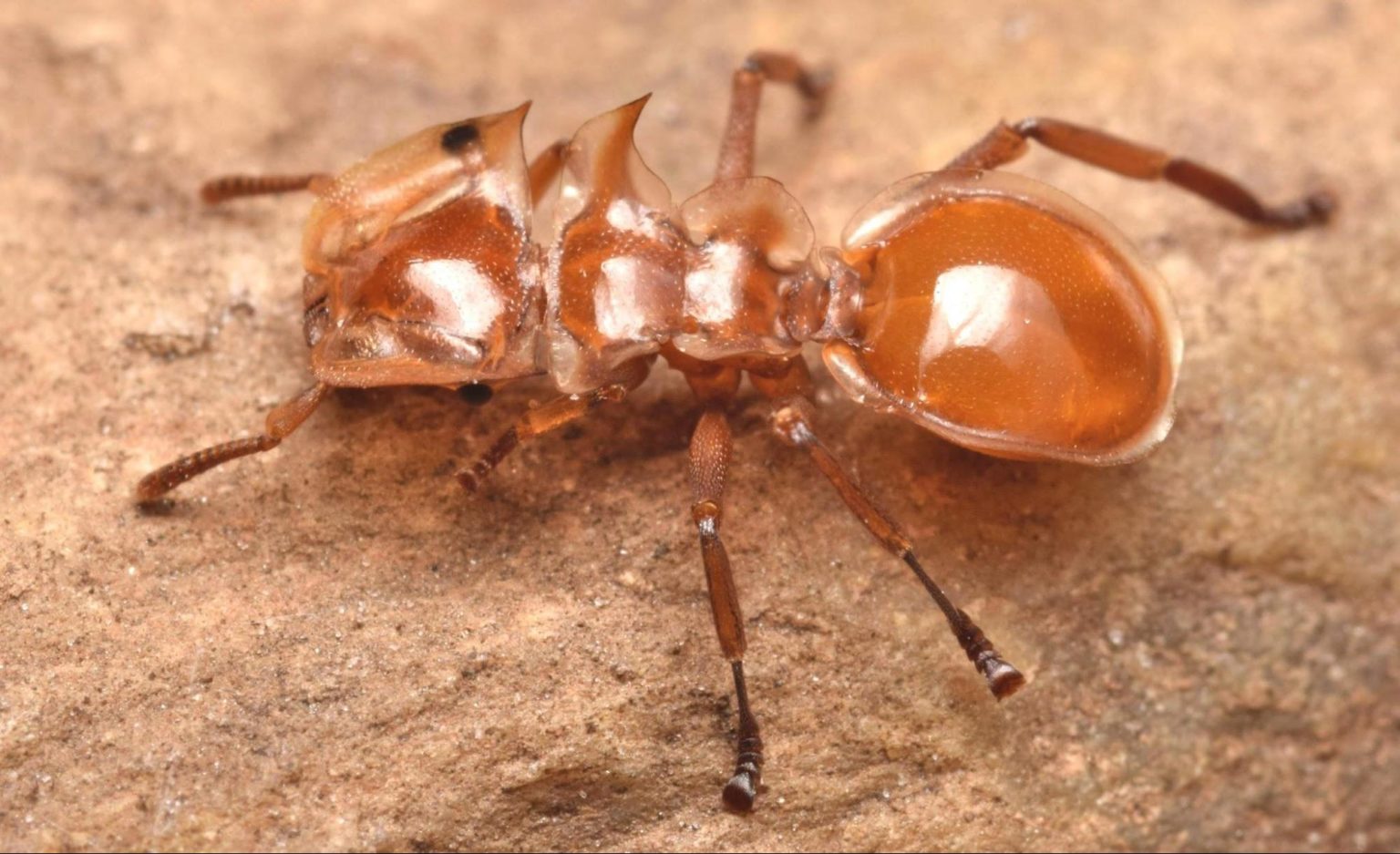 A photographic glimpse into Brazil’s ant diversity – Myrmecological ...