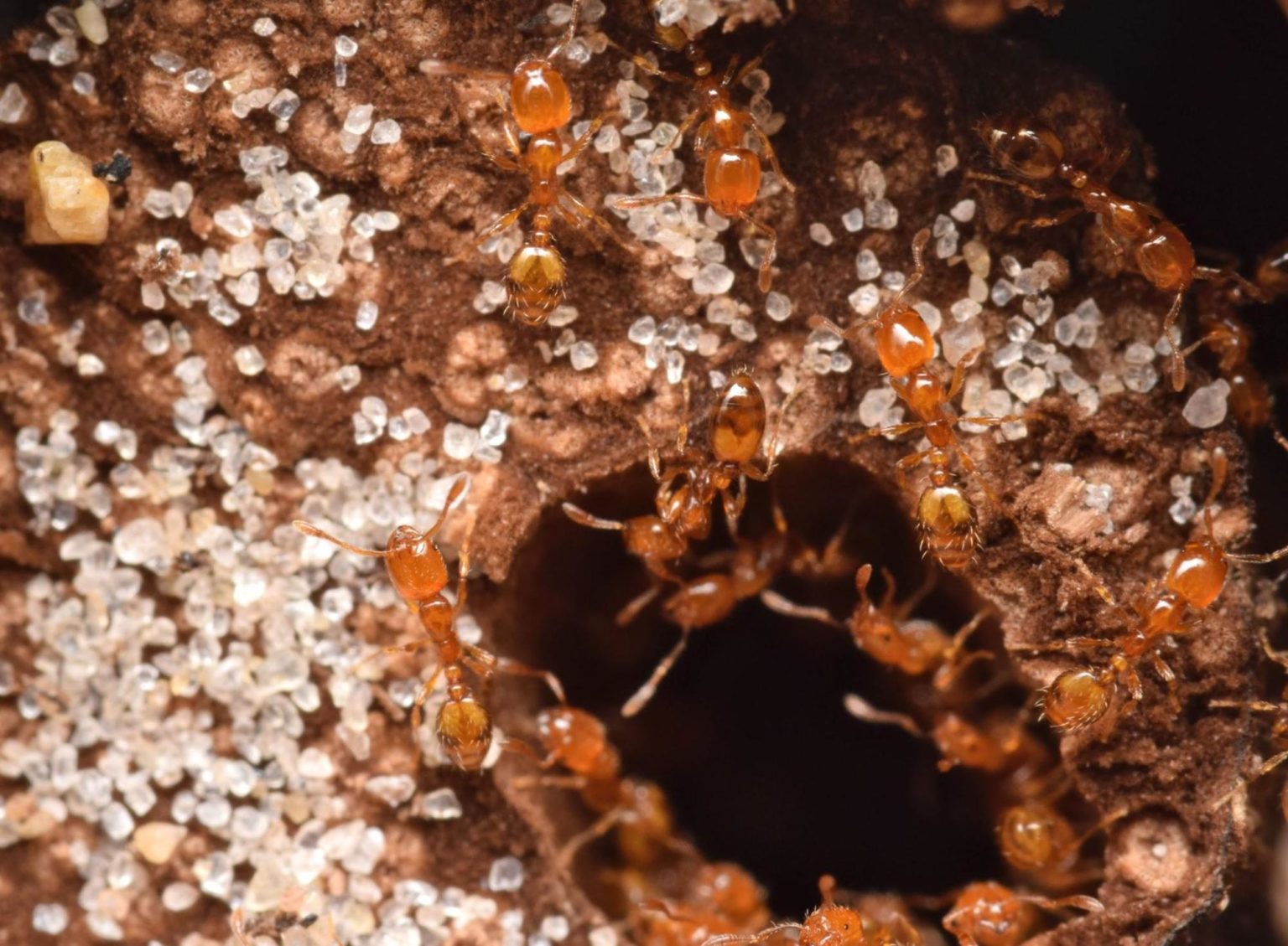 A photographic glimpse into Brazil’s ant diversity – Myrmecological ...