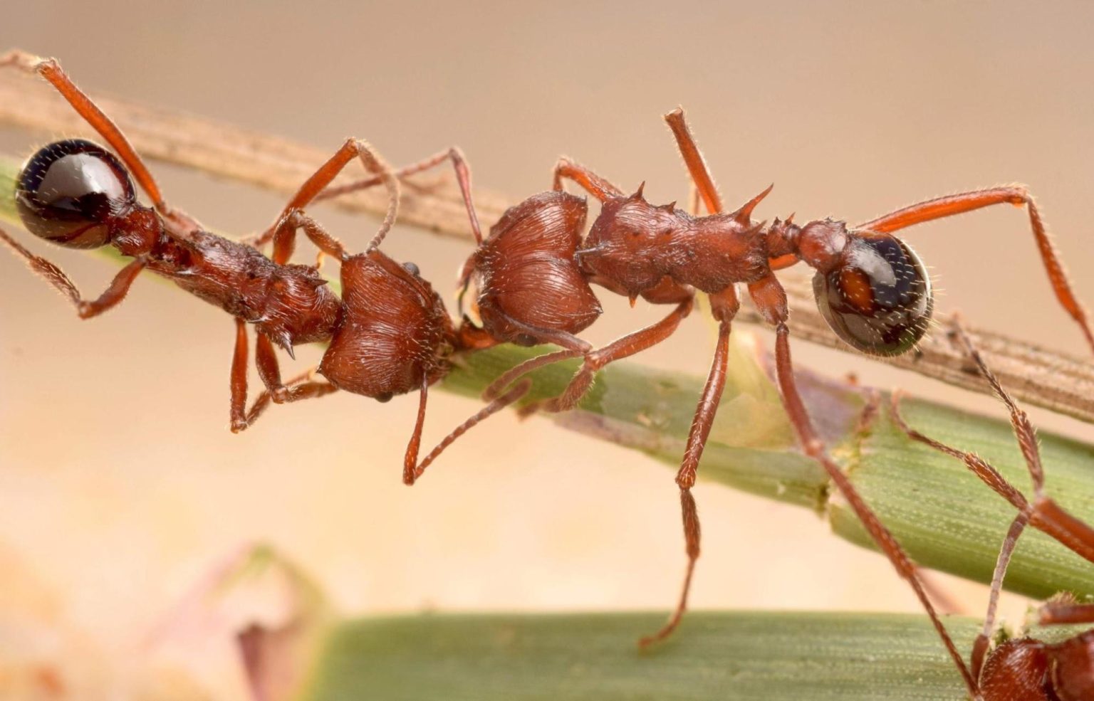 A photographic glimpse into Brazil’s ant diversity – Myrmecological ...