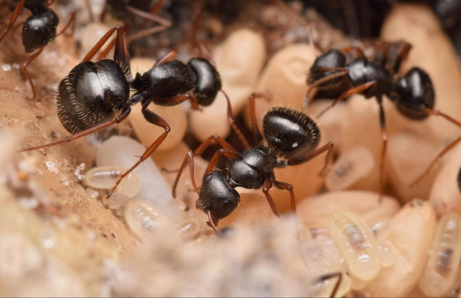 A photographic glimpse into Brazil’s ant diversity – Myrmecological ...