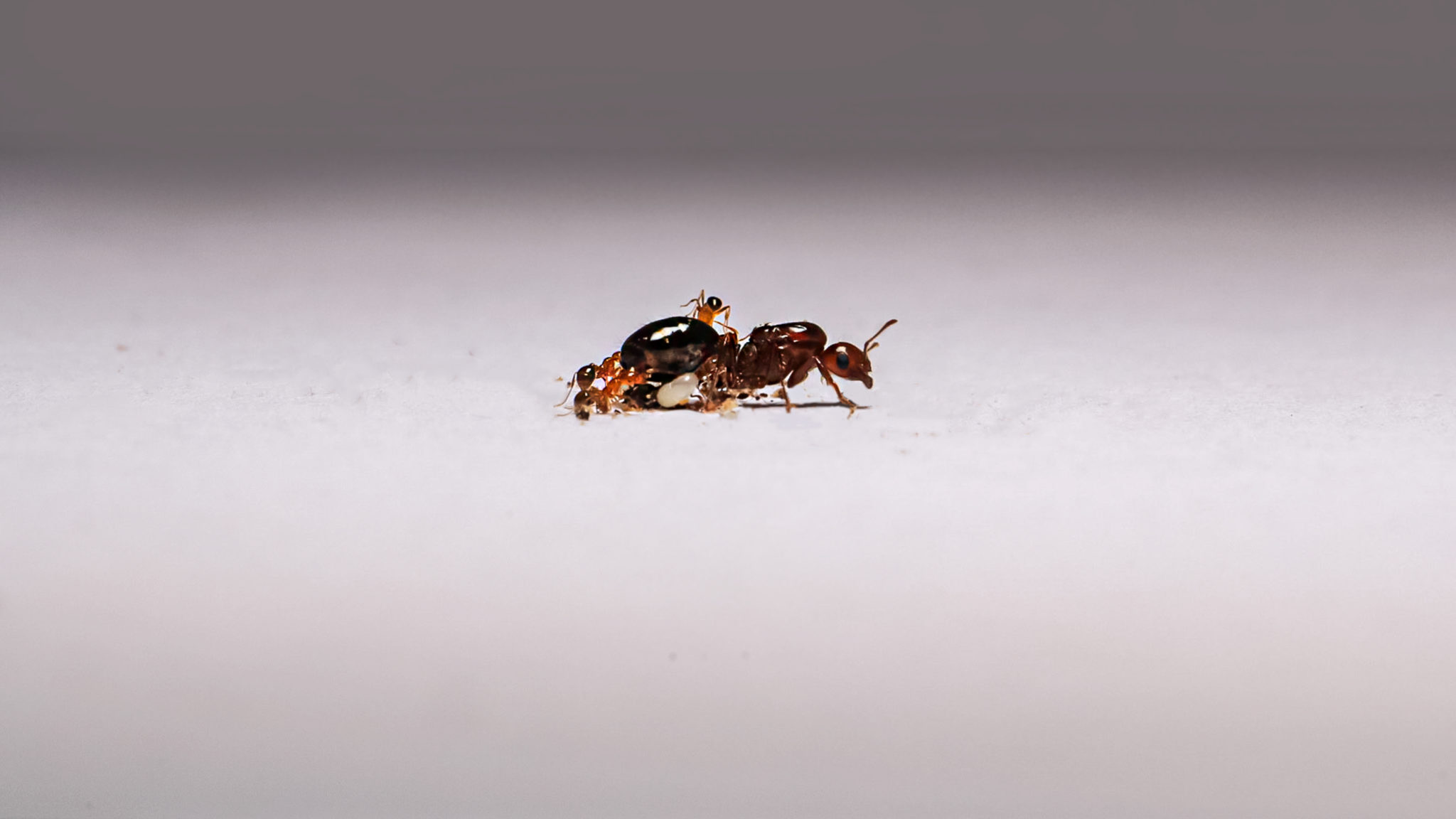 Getting inspired by aspiring young myrmecologists – Myrmecological News ...