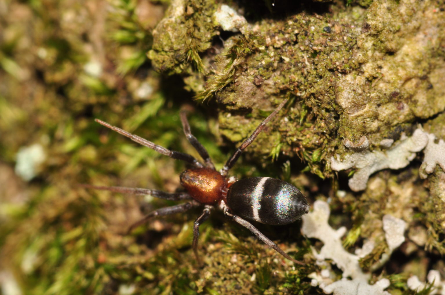 Ant-mimicking spider actively selects its mimetic model ...
