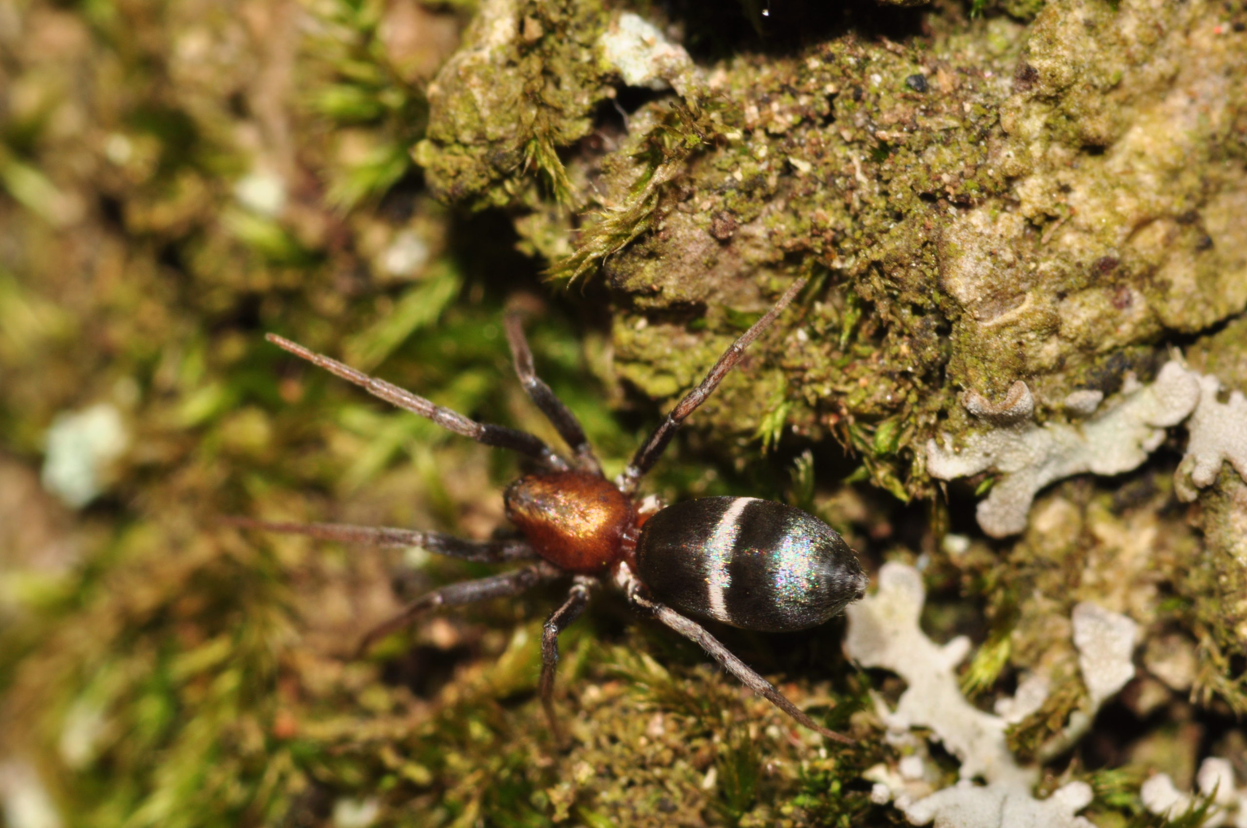 Ant-mimicking spider actively selects its mimetic model ...