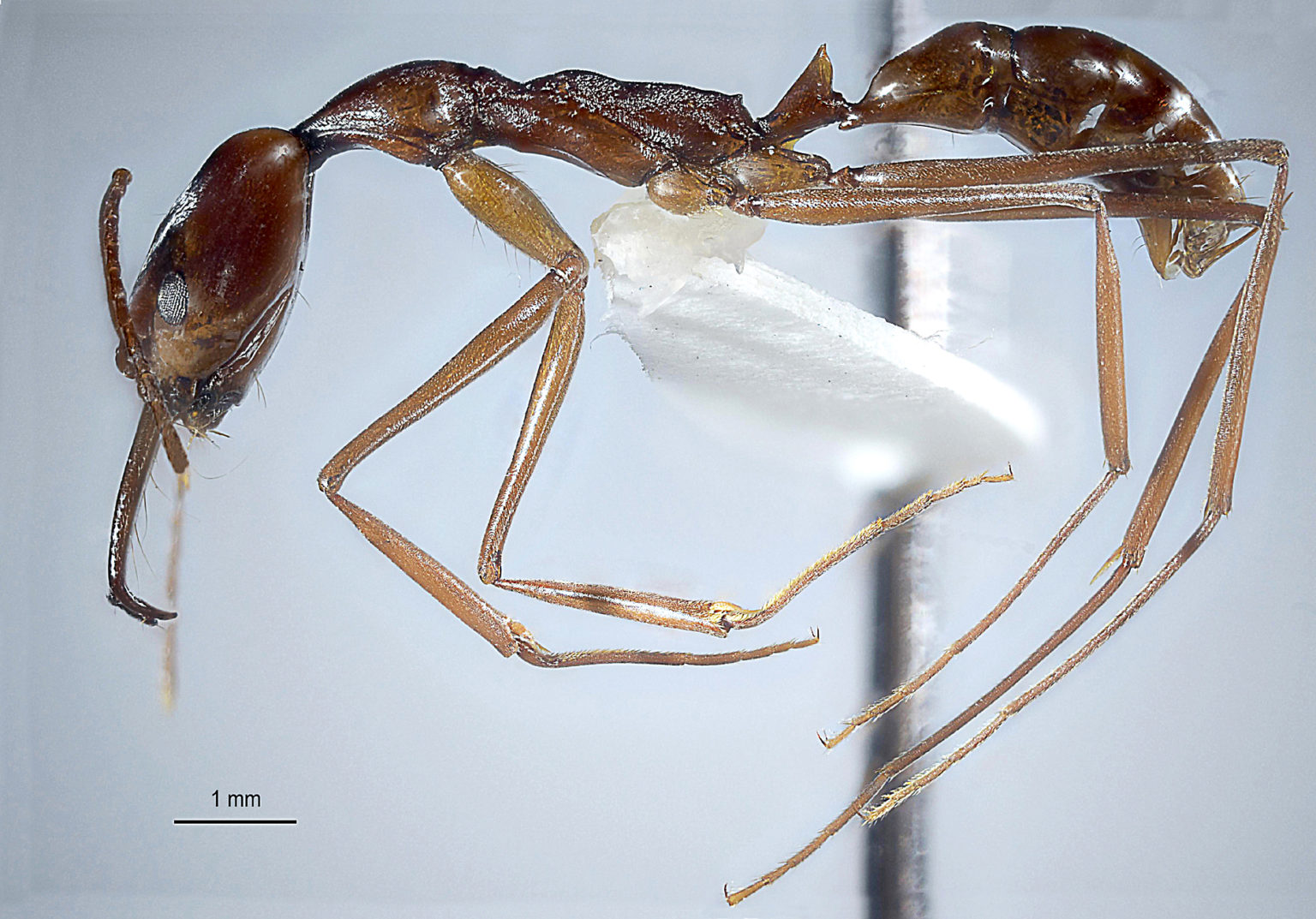 Ants in remote continental islands – Myrmecological News Blog