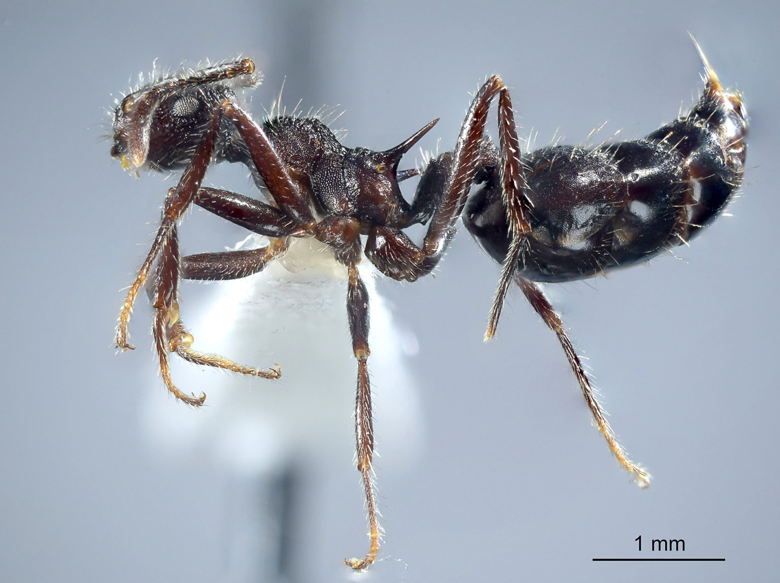 Ants in remote continental islands – Myrmecological News Blog
