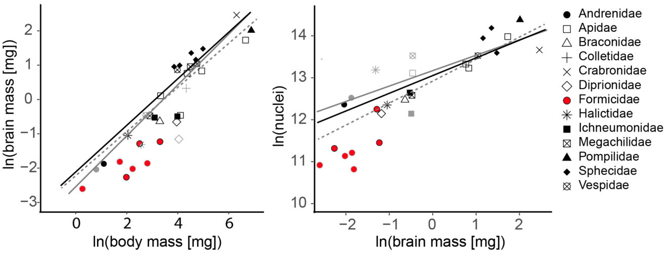 Ant brains: marvelous atoms of matter – Myrmecological News Blog