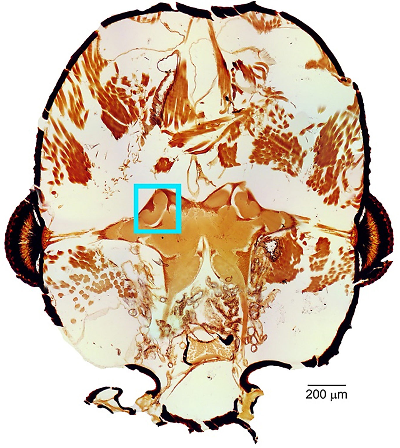 Ant brains: marvelous atoms of matter – Myrmecological News Blog