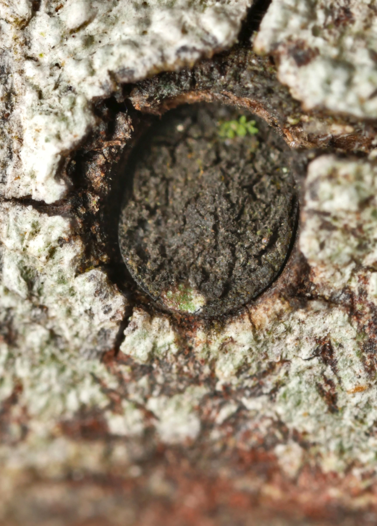 Ants Among Mesoamerican Ruins – Myrmecological News Blog