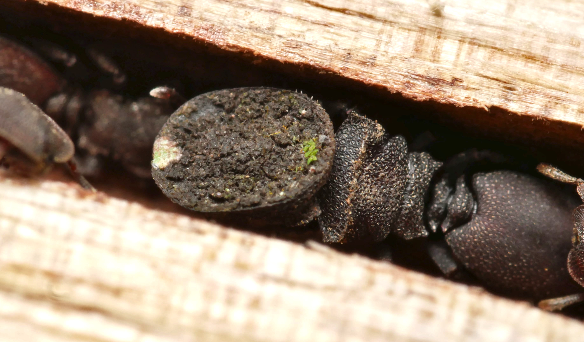Ants Among Mesoamerican Ruins – Myrmecological News Blog