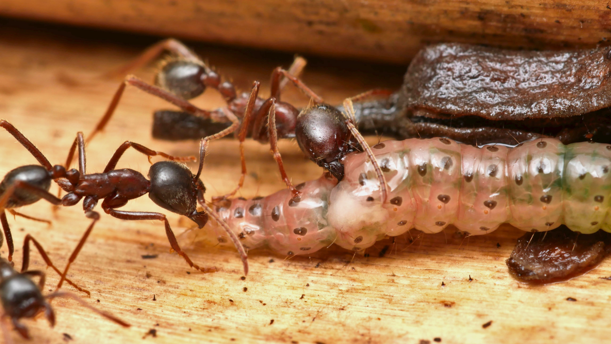 Ants Among Mesoamerican Ruins – Myrmecological News Blog