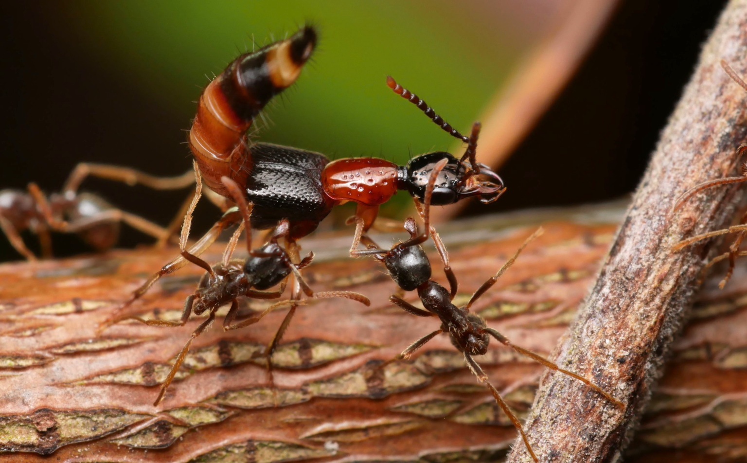 Ants Among Mesoamerican Ruins – Myrmecological News Blog