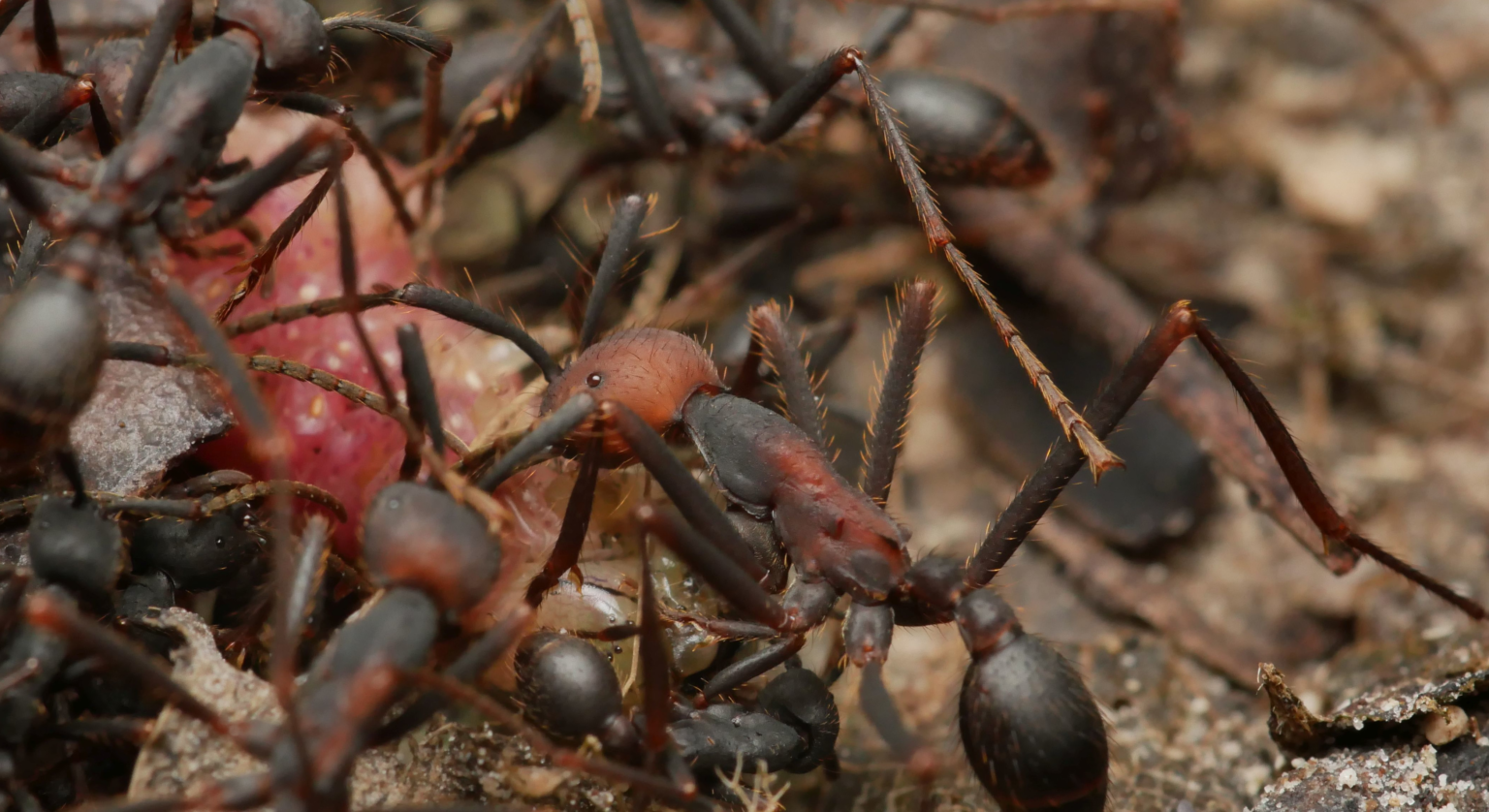 A glimpse into the gut microbiome of Costa Rican army ants ...