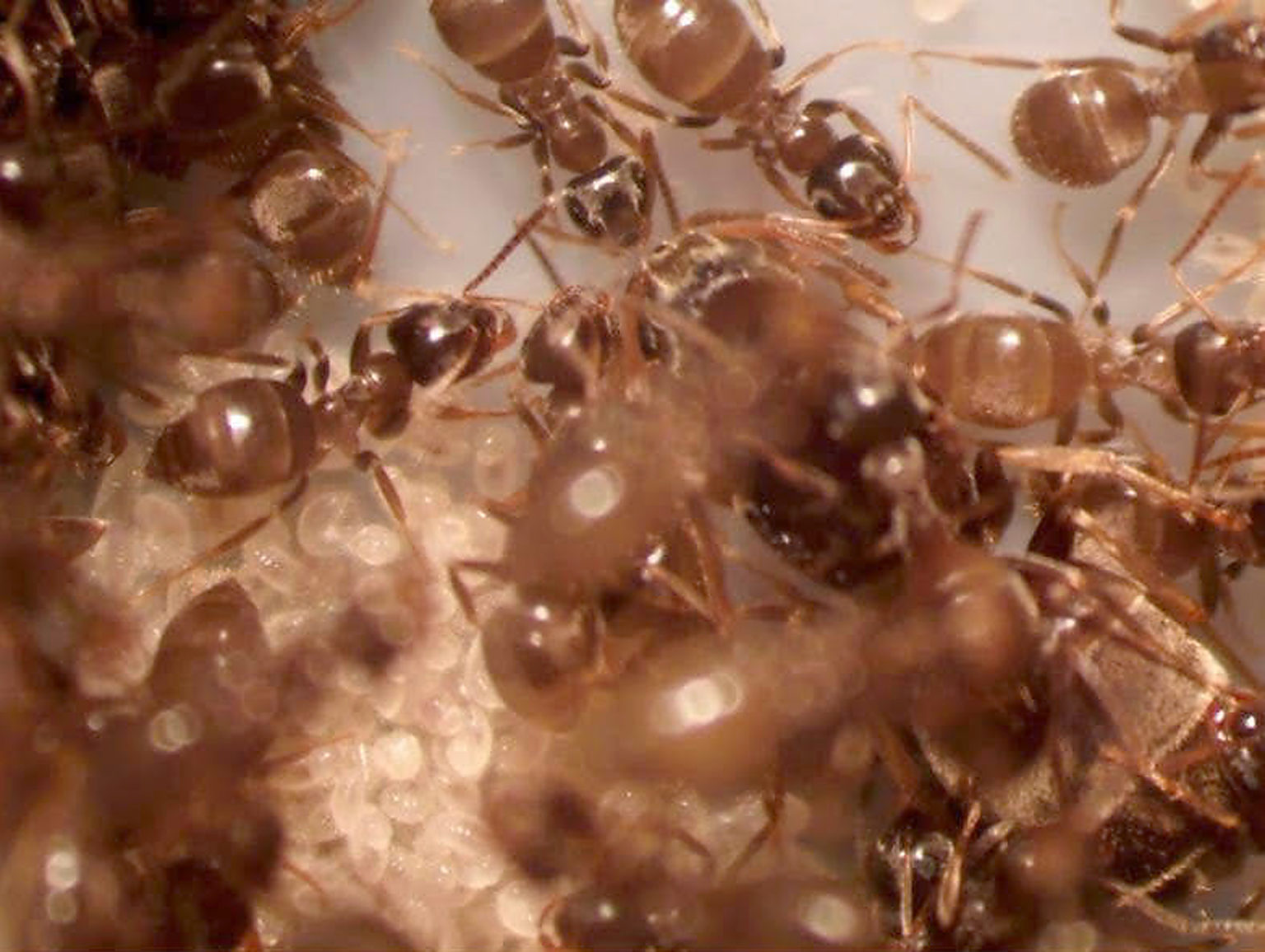 Uzbekistan – the alleged native range of Lasius neglectus ...