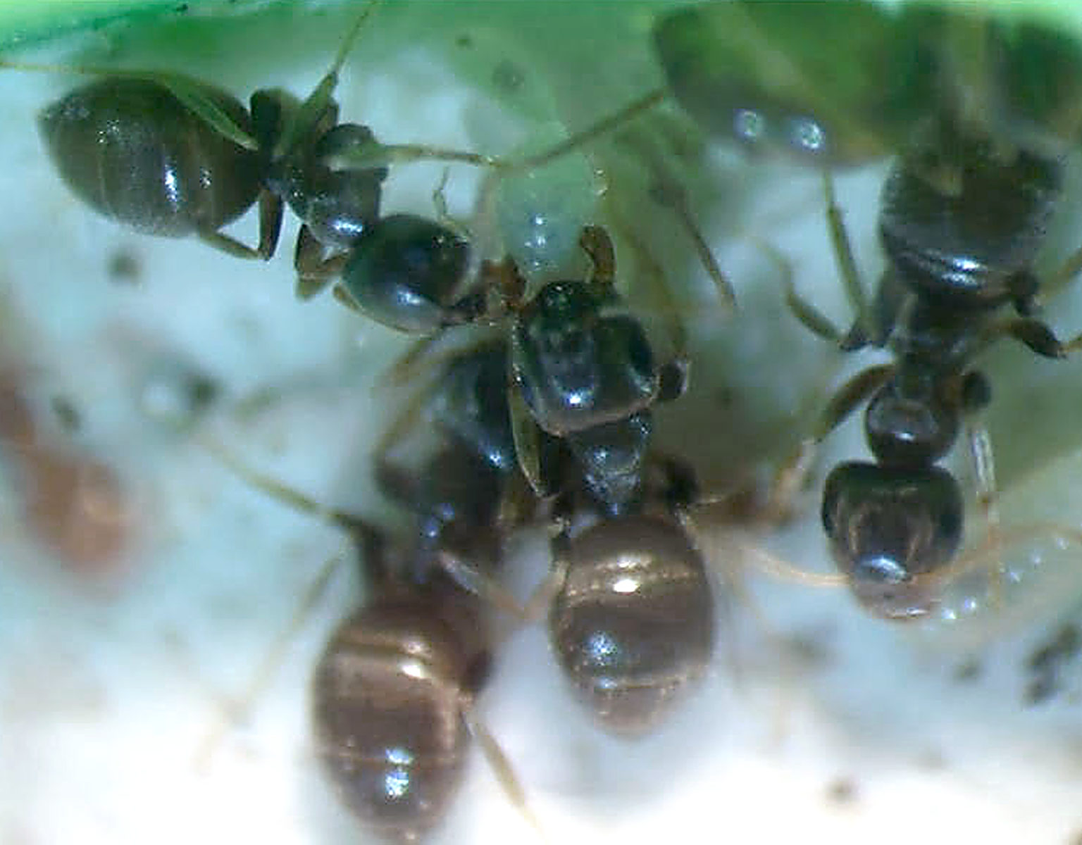 Uzbekistan – the alleged native range of Lasius neglectus ...