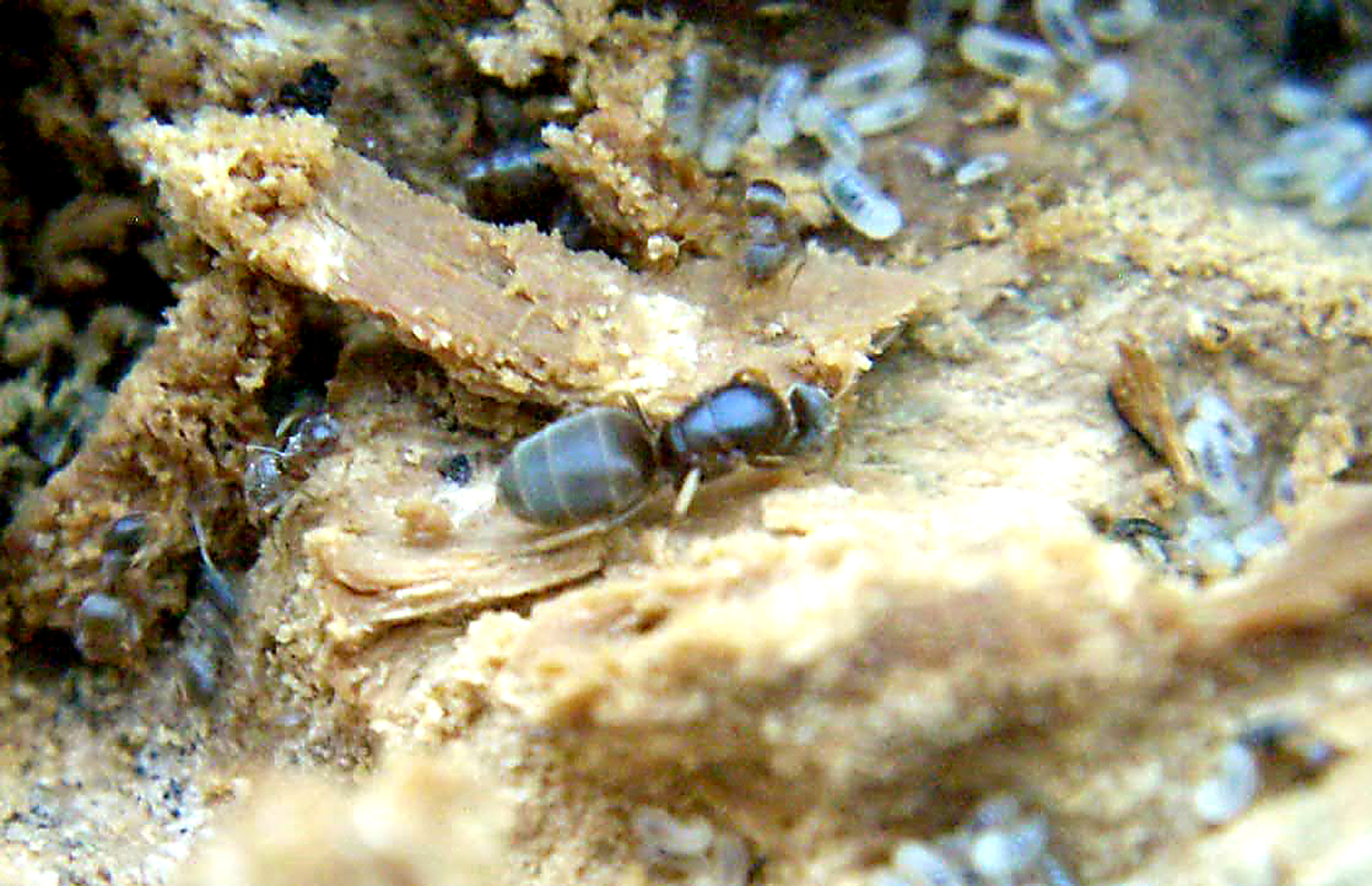 Uzbekistan – the alleged native range of Lasius neglectus ...