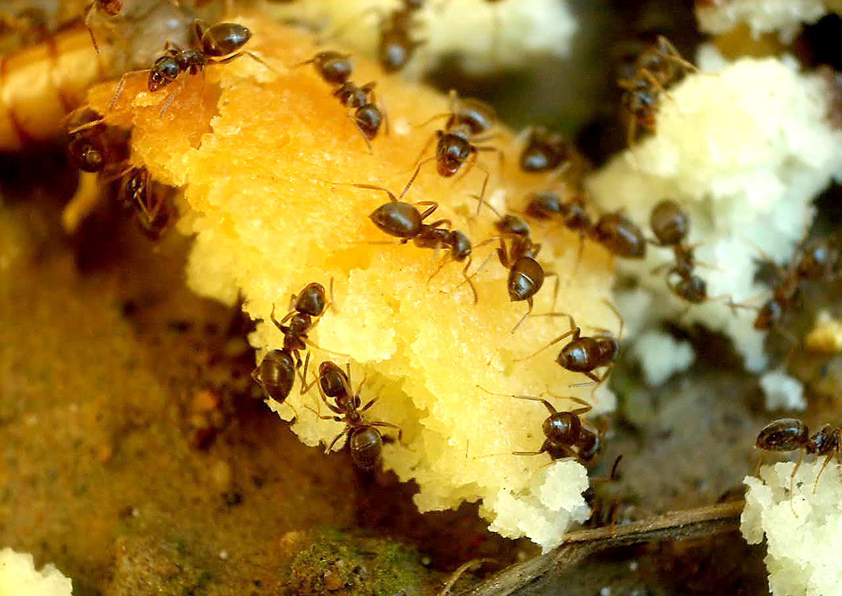 Uzbekistan – the alleged native range of Lasius neglectus ...