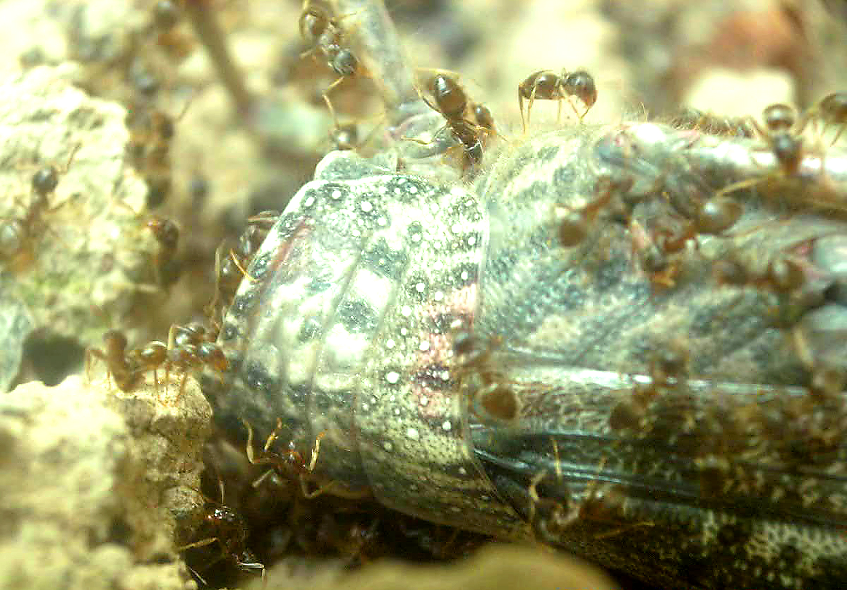 Uzbekistan – the alleged native range of Lasius neglectus ...