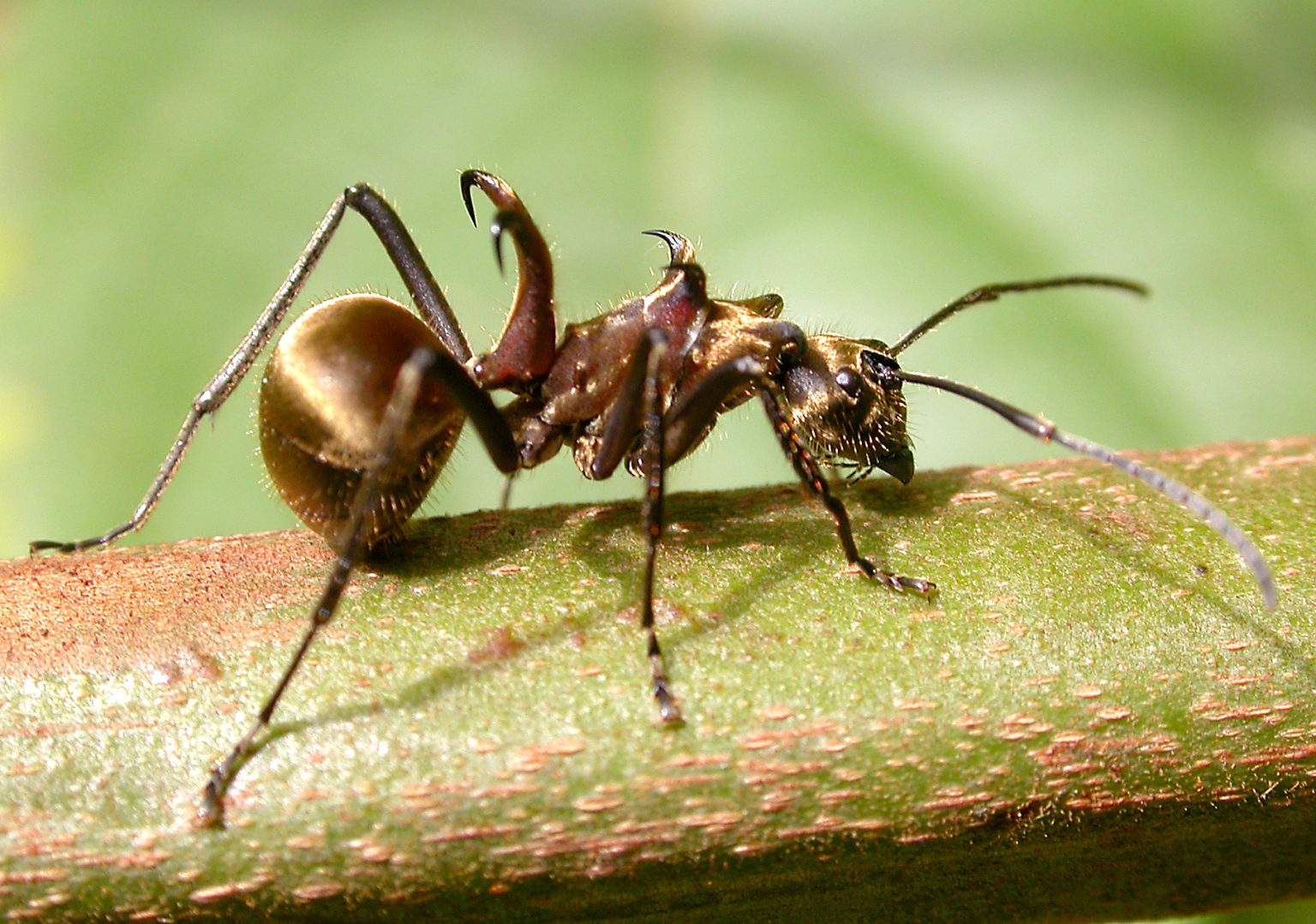 Altered embryogenesis allows developmental integration of the ...