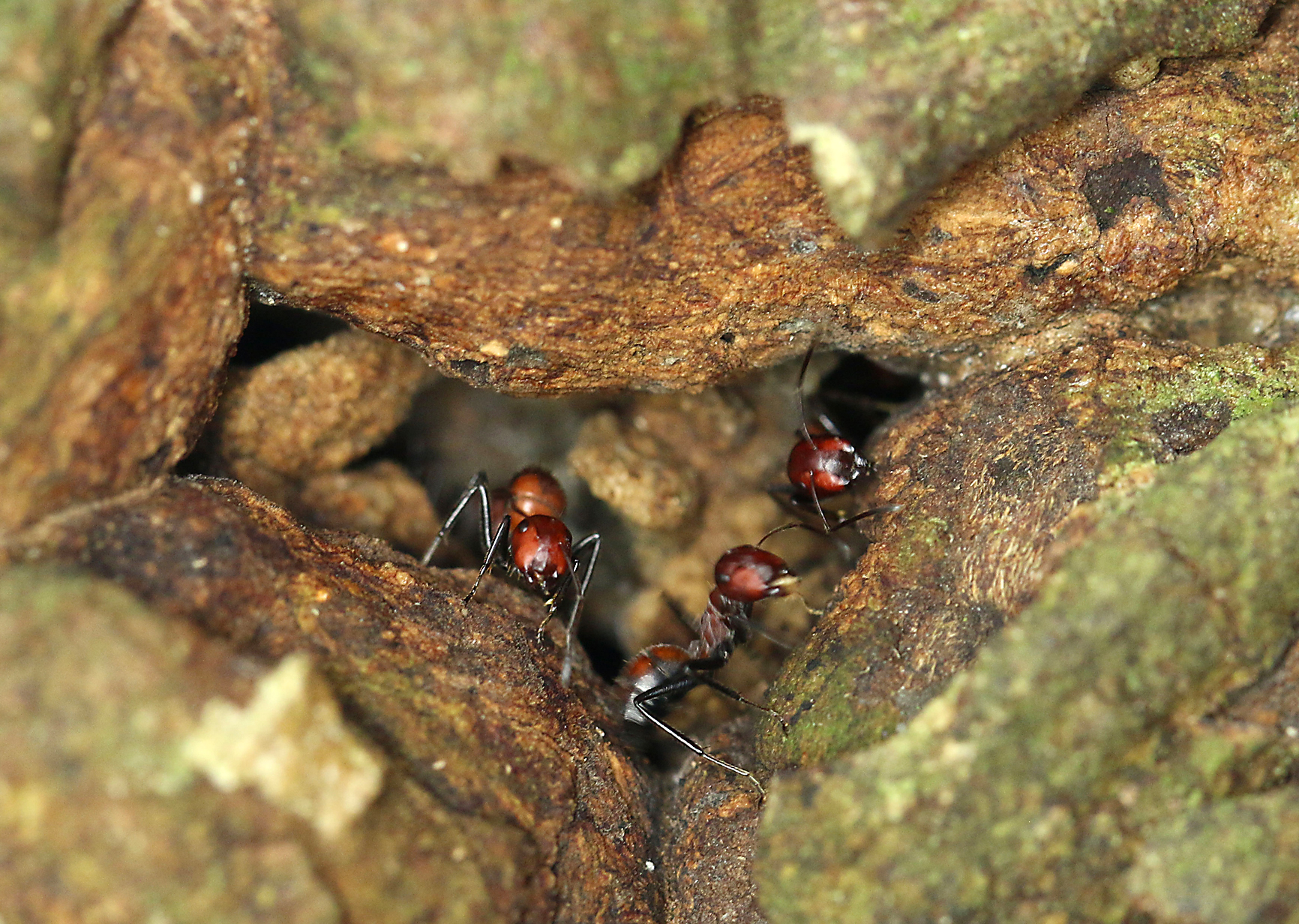 Defensive, antimicrobial, and insecticidal gland secretion in the ...