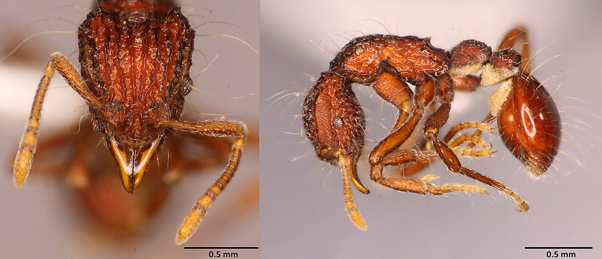 Ant species of Sumatra Island, Indonesia – Myrmecological News Blog